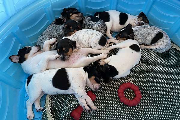 Purebred Rat Terrier puppies