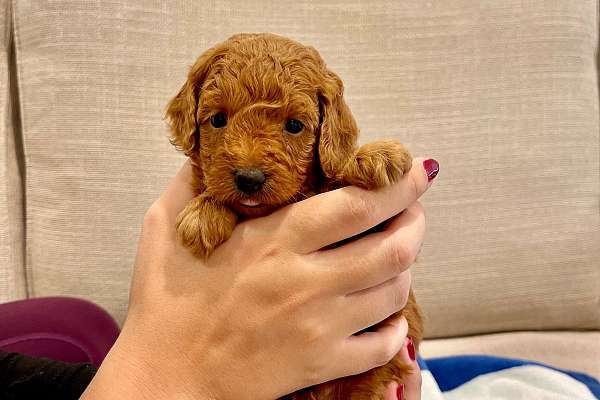 Mini Goldendoodle
