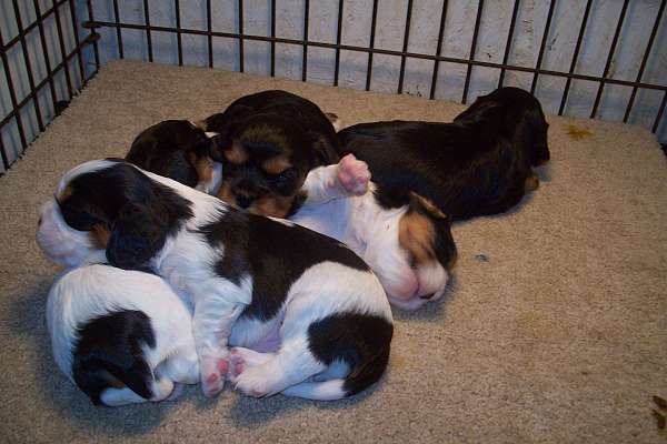 Cavalier King Charles Spaniel puppies