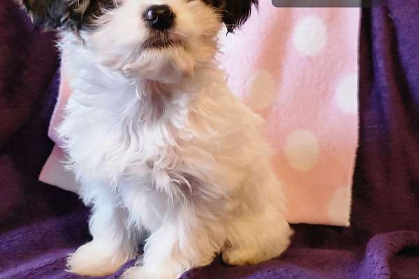 Cavaton Female Brittany 11.05.22