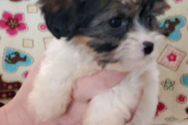 Cavaton male Robert 11.05.2022