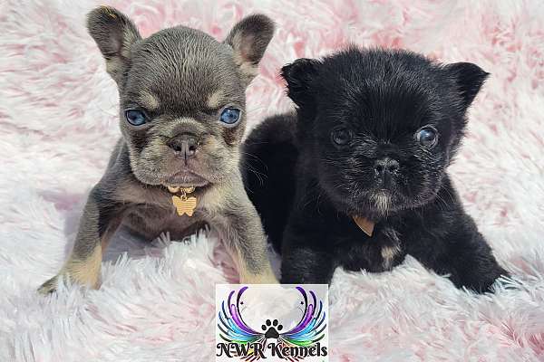 Fluffy frenchie