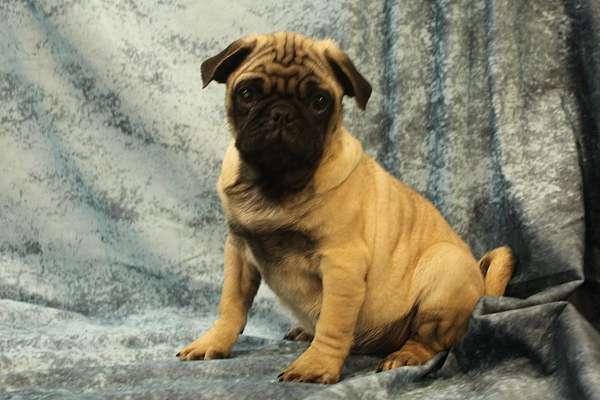 Adorable Pug