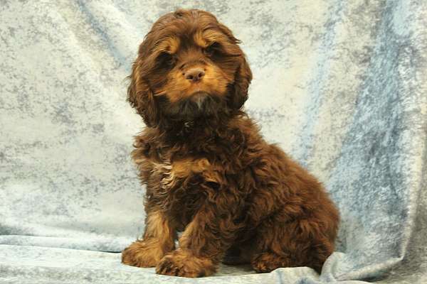Sweet Cocker Spaniel