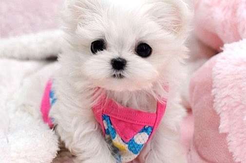 Flo – Stunning Shih Tzu