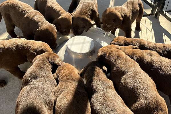 Chocolate Labrador's (Pure bred) for sale