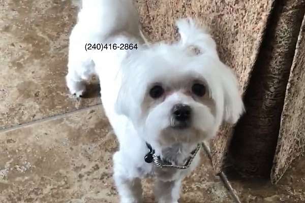 Maltese Male AKC & CKC dual purebred pedigree (Breeder’s Choice)