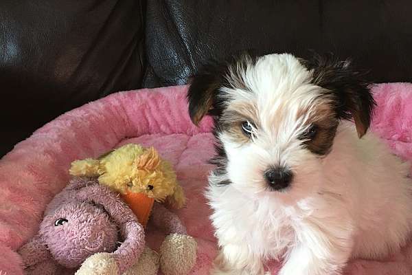 For Sale AKC Yorkie