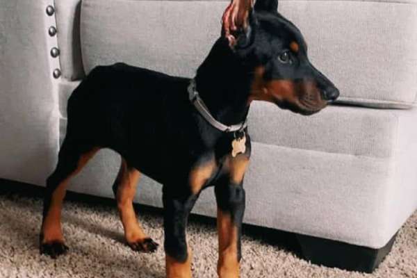 Black rust male Doberman pup cropped and tail dock