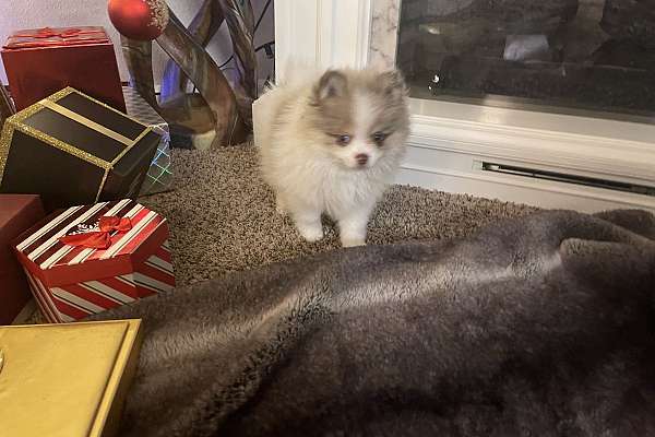 AKC blue eyed Lavender Merle