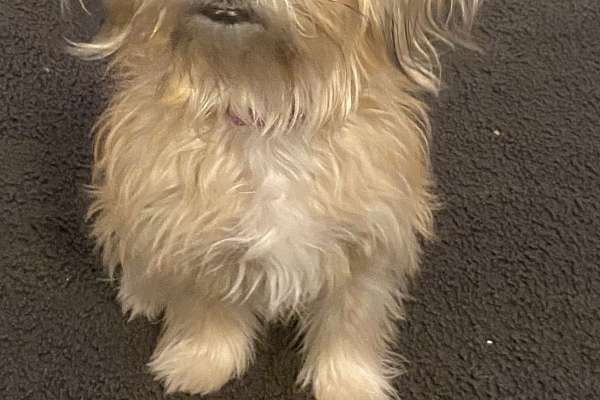 Loving Yorki poo