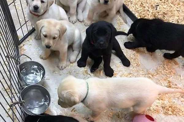 Gorgeous Labrador Retriever Puppies for Rehoming