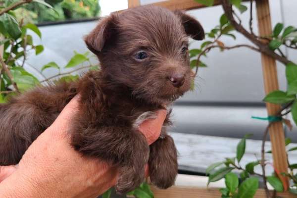 Adorable Mal-Chi Toy puppy