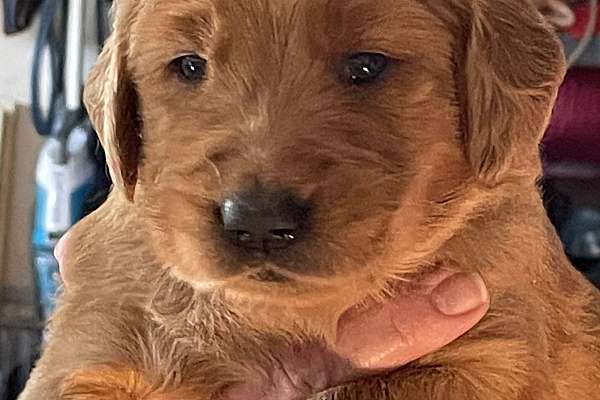 Cutest Golden Retriever Puppies Ever