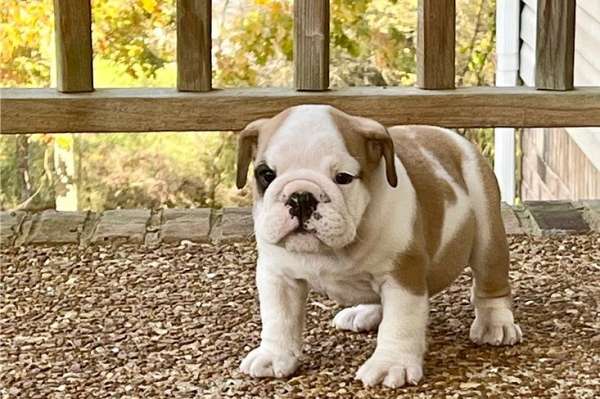 Buy Purebred AKC #Boston Terrier Puppies ️ ️ ️