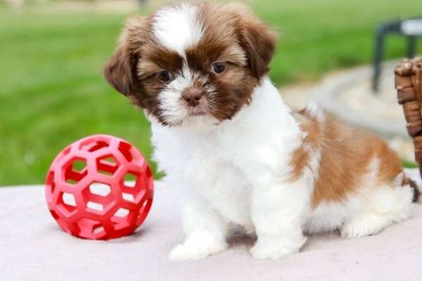 Purebred Fluffy Male & Female Shih Tzu Pupies Available ️