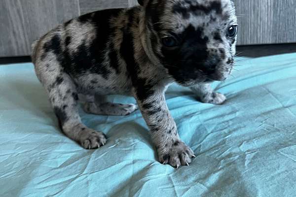 Beautiful Frenchies!