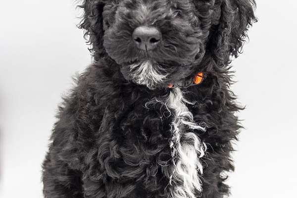 CKC Miniature Labradoodle Puppies For Sale