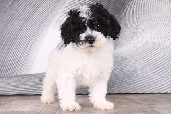 Dasher – Delightful Black and White Male Mini Goldendoodle Puppy