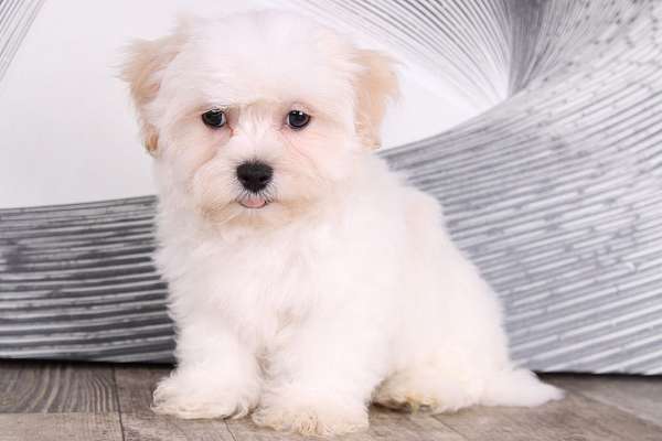 Frank – Striking Cream and White Male Teddy Bear Puppy