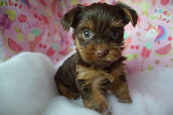 Puppy Yorkie Terrier