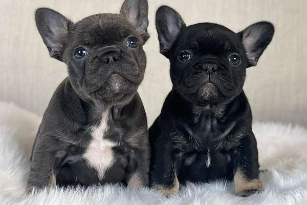 Priscilla – Precious Golden Doodle