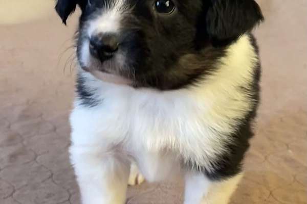 Hybrid Mini Border Collie Puppies