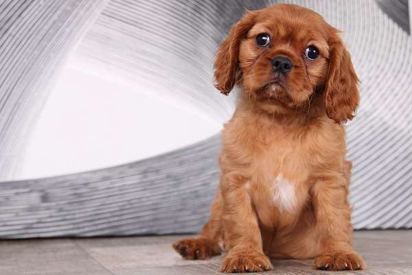 Romeo – Suave Male Ruby Aca Cavalier King Charles Spaniel Puppy