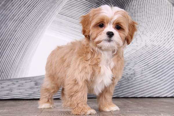 Victor – Fabulous Tan and White Male Shih-Poo Puppy