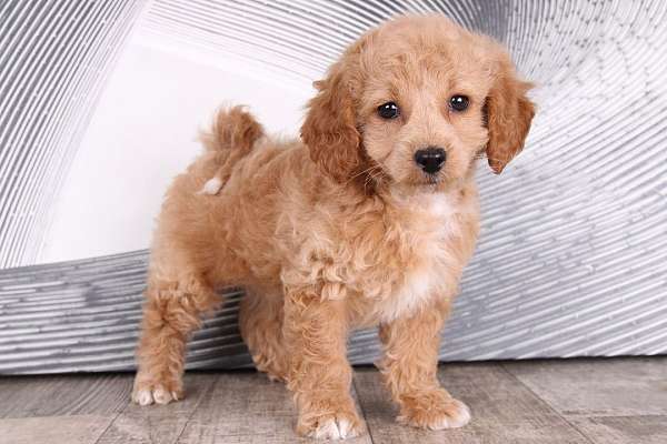 Molly – Precious Red Female Mini Goldendoodle Puppy