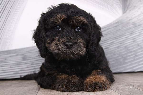 Xavier – Rockin Little Black and Tan Male Cavapoo Puppy