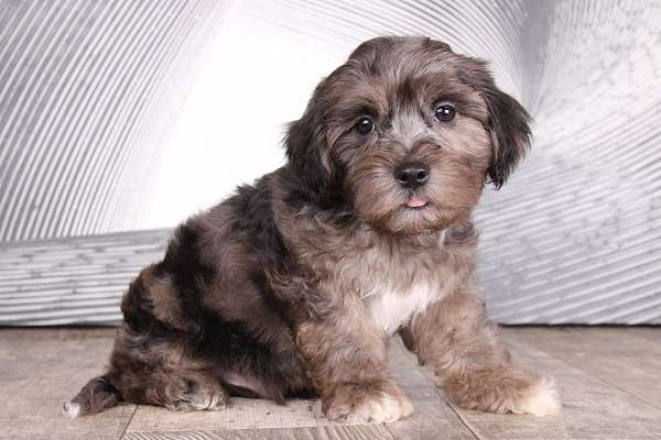 Jordan – Breathtaking Chocolate Merle Male Shihpoo Puppy