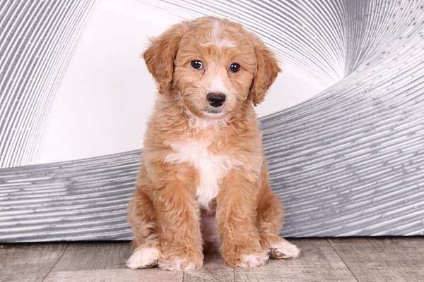 Ruby – Smart Red and White Female Teddy Bear Puppy