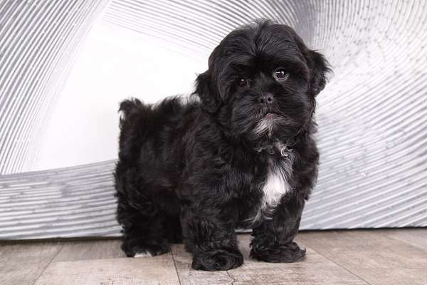 Zury – Fabulous Black and White Female Shihpoo Puppy