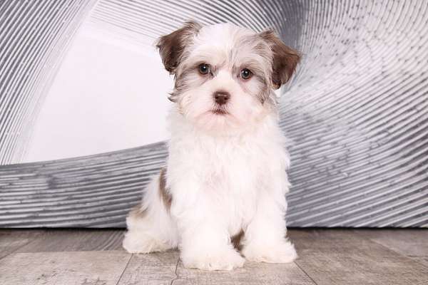 Perry – Charming Tri AKC Male Havanese Puppy