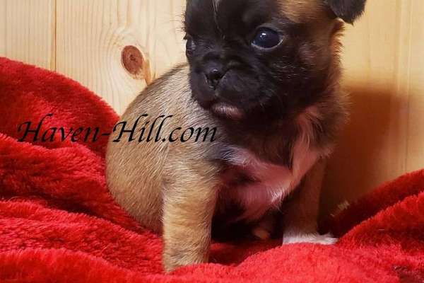 Boshi or Bullshitz Puppy Pug, Boston, Shih Tzu
