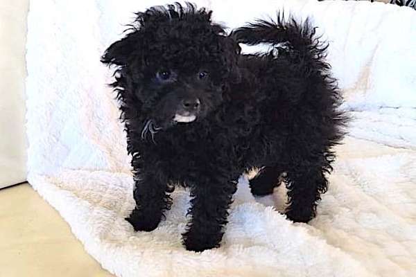 USDA F1b Pomapoo Puppies