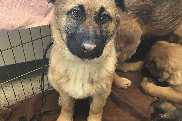 German Shepard Crosses