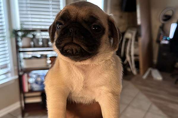 Bruce (Official Listing)