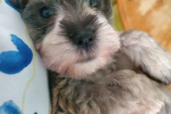 Minature Schnauzer Puppies