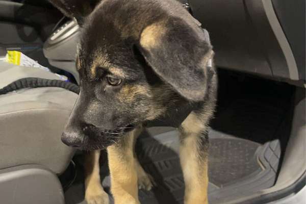 German Shepard Husky