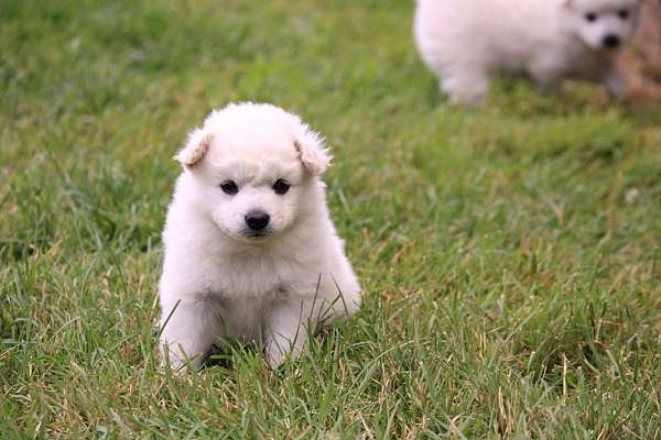 Three female American Eskimo pups for sale