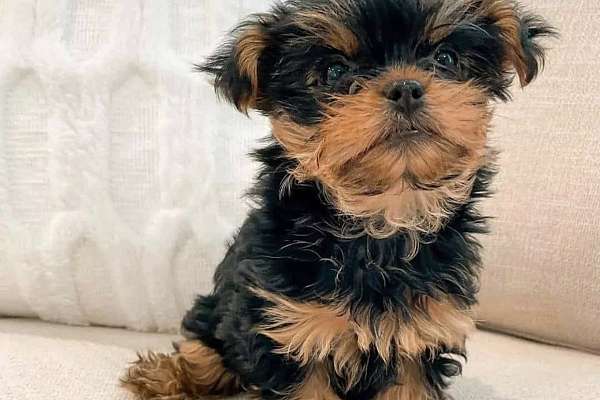 Adorable yorkie puppies for adoption