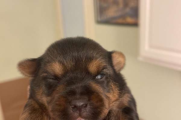 2male yorkie pups