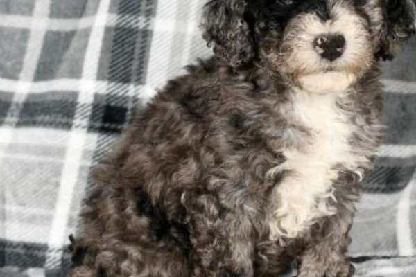 Merle Mini Bernedoodle