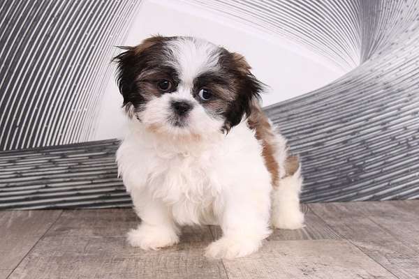 Abby – Fabulous Tri Female AKC Shih-Tzu Puppy