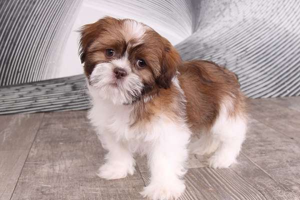 Harper- Adorable Brown and White Female Shih-tzu Puppy