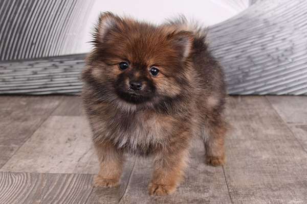 Hershey – Darling Brown ACA Male Pomeranian Puppy