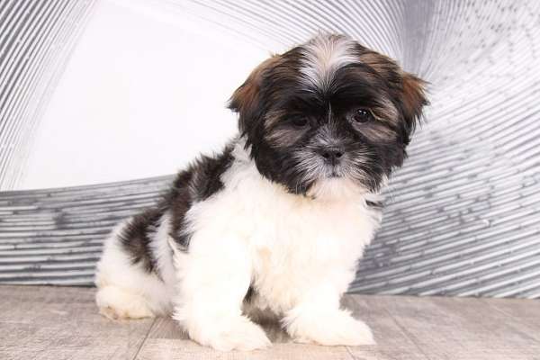 Kevin – Stunning Brown and White ACA Male Shih-Tzu Puppy