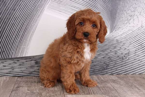 Lily – Sweet Red F1B Female Mini Goldendoodle Puppy